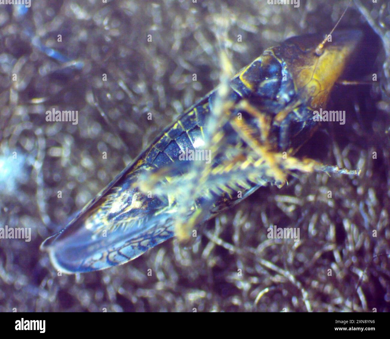 Sharp-nosed Leafhopper (Scaphytopius acutus) Insecta Stock Photo - Alamy