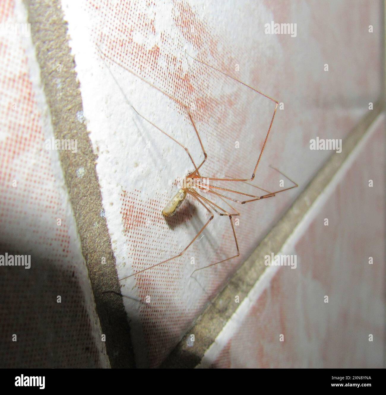 Long-bodied Cellar Spider (Pholcus phalangioides) Arachnida Stock Photo ...