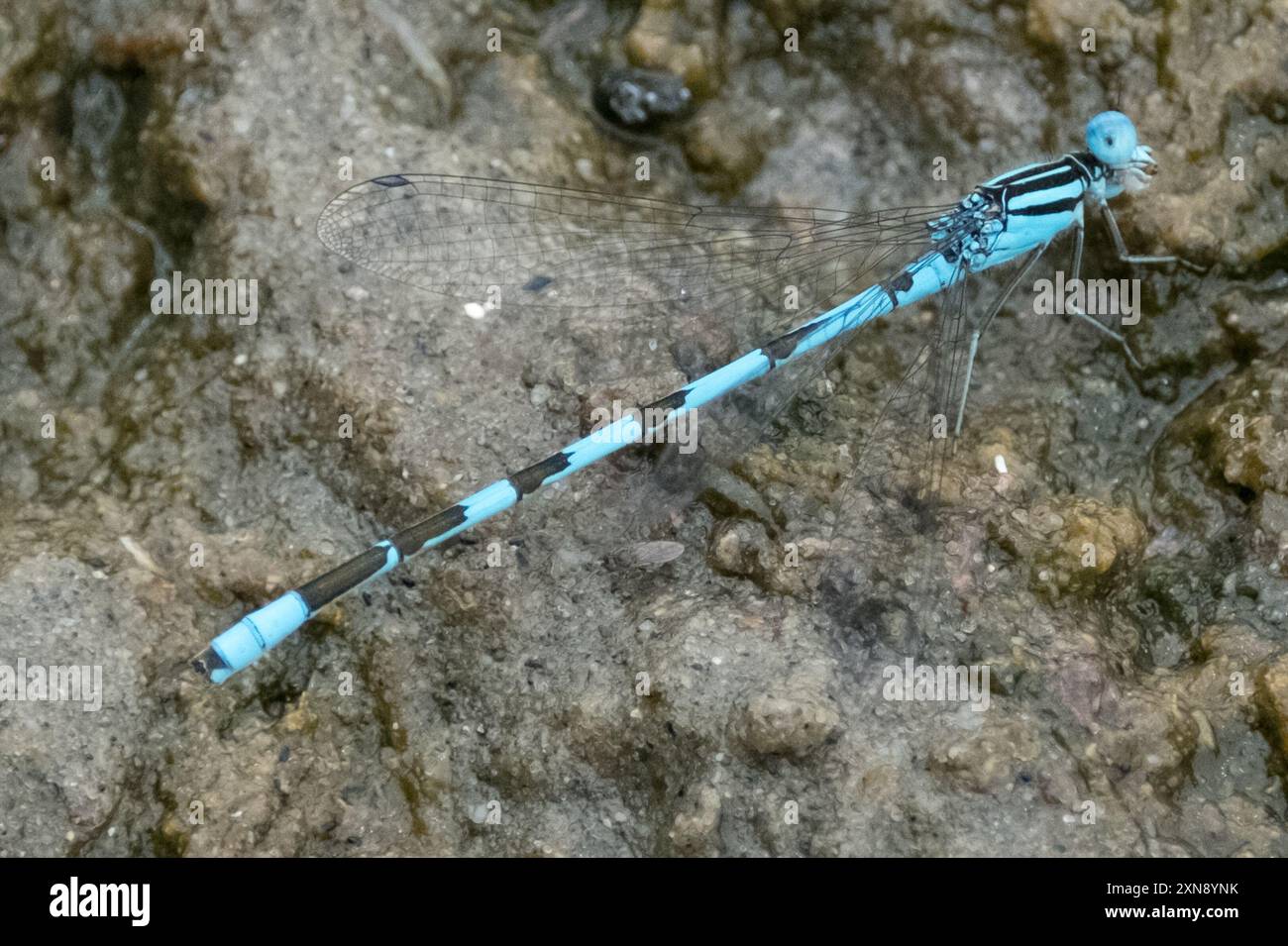 Big Bluet (Enallagma durum) Insecta Stock Photo - Alamy