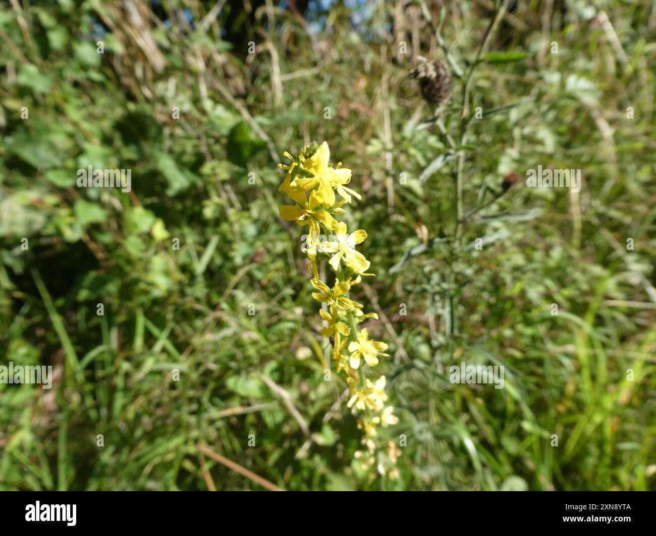 common agrimony (Agrimonia eupatoria) Plantae Stock Photo - Alamy