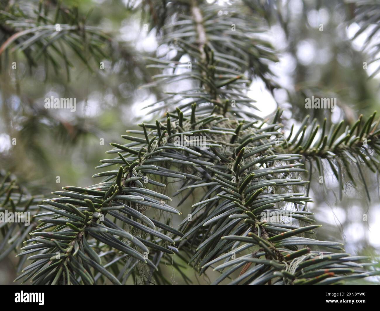 sacred fir (Abies religiosa) Plantae Stock Photo - Alamy