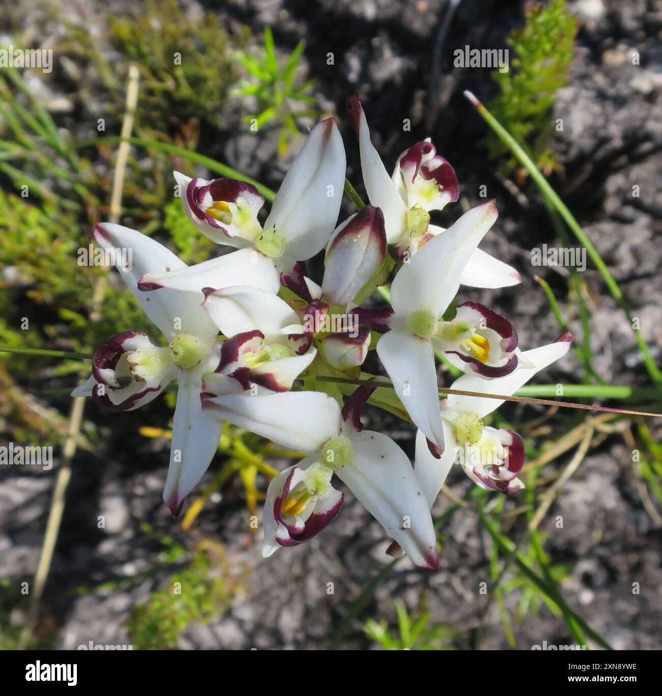 Blacktrim Disa (Disa bivalvata) Plantae Stock Photo - Alamy