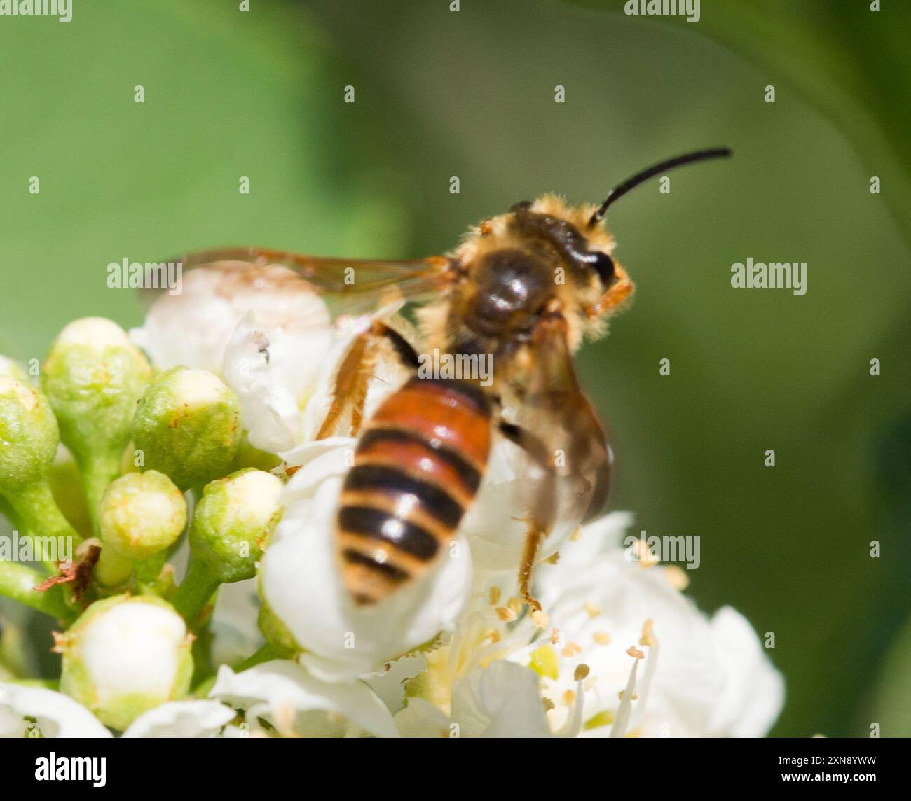 Prunus Miner Bee (Andrena prunorum) Insecta Stock Photo - Alamy