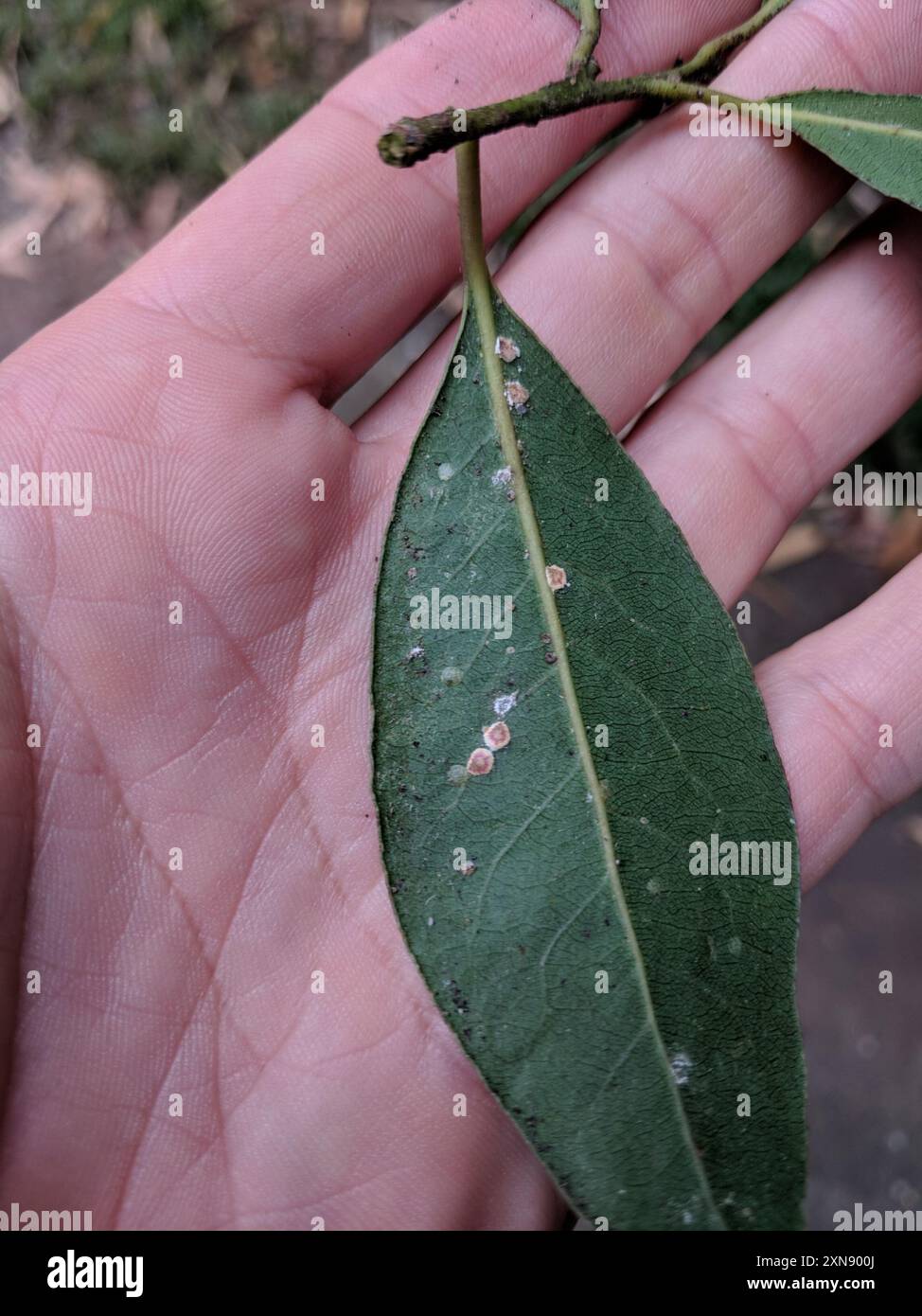 Pyriform Scale (Protopulvinaria pyriformis) Insecta Stock Photo - Alamy