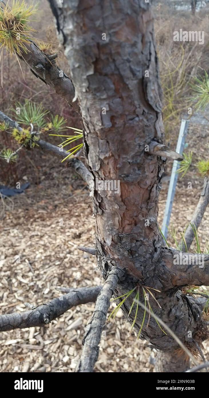 pitch pine (Pinus rigida) Plantae Stock Photo - Alamy