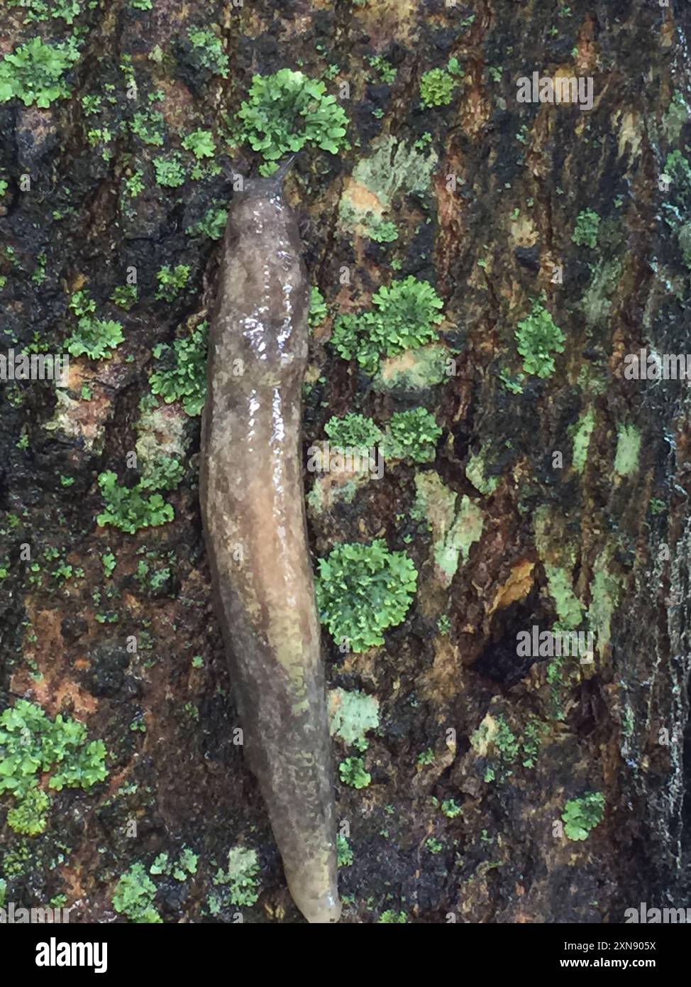 Changeable Mantleslug (Megapallifera mutabilis) Mollusca Stock Photo ...