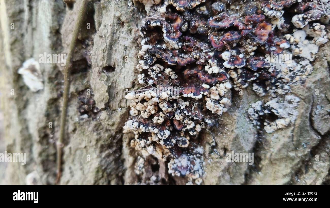 split porecrust (Xylodon paradoxus) Fungi Stock Photo - Alamy