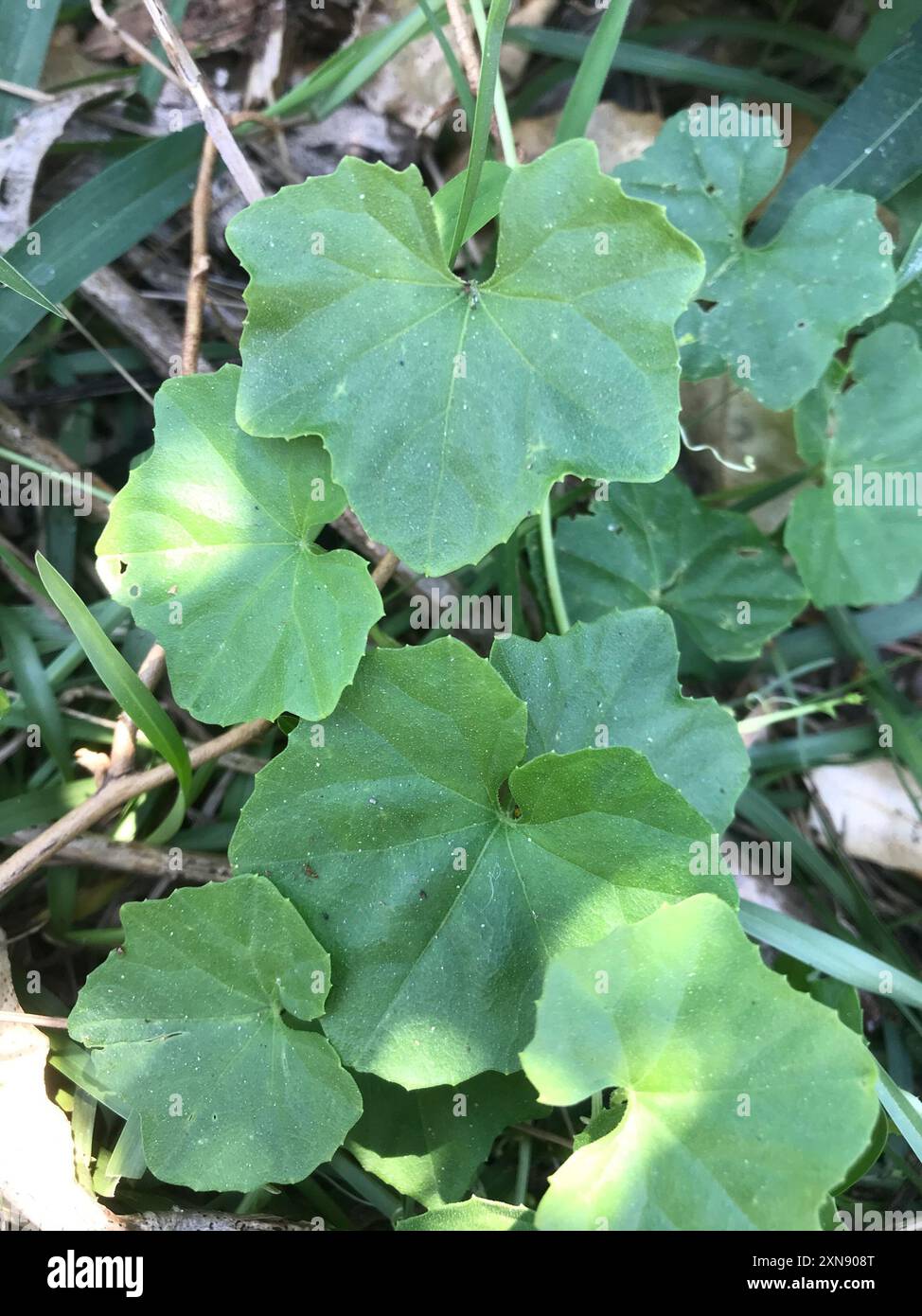 creeping cucumber (Melothria pendula) Plantae Stock Photo - Alamy