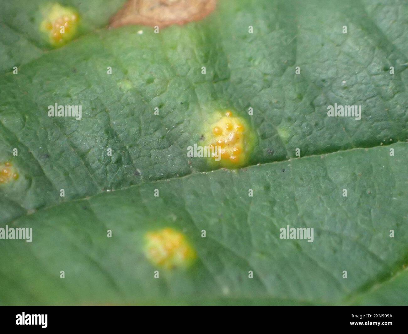 rust fungi (Pucciniales) Fungi Stock Photo - Alamy