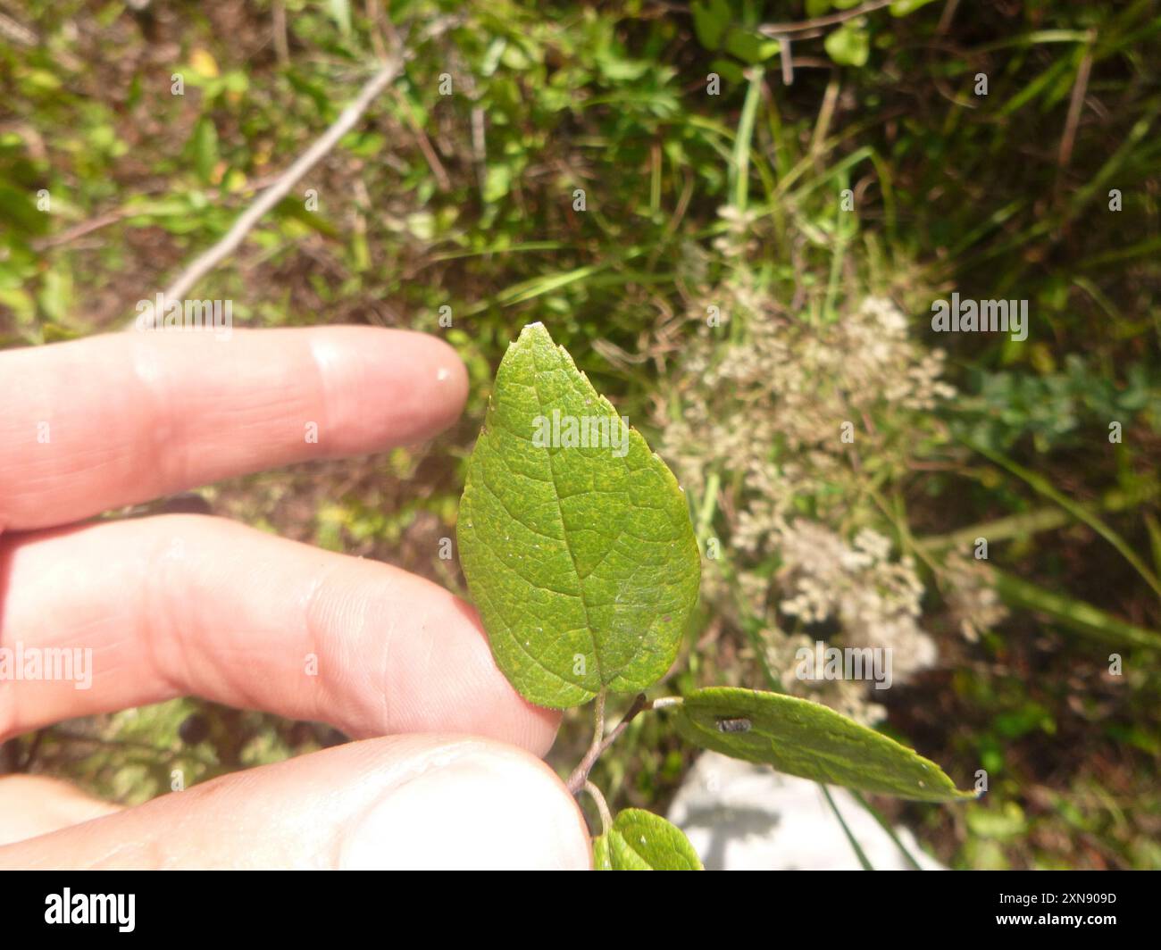 Dwarf Hackberry (Celtis tenuifolia) Plantae Stock Photo - Alamy