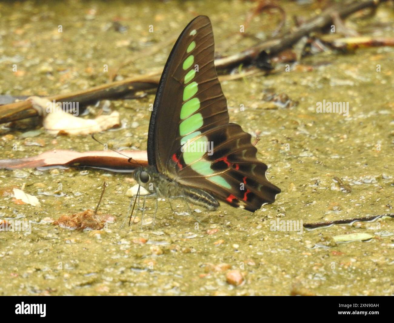 Common Bluebottle (Graphium sarpedon) Insecta Stock Photo - Alamy