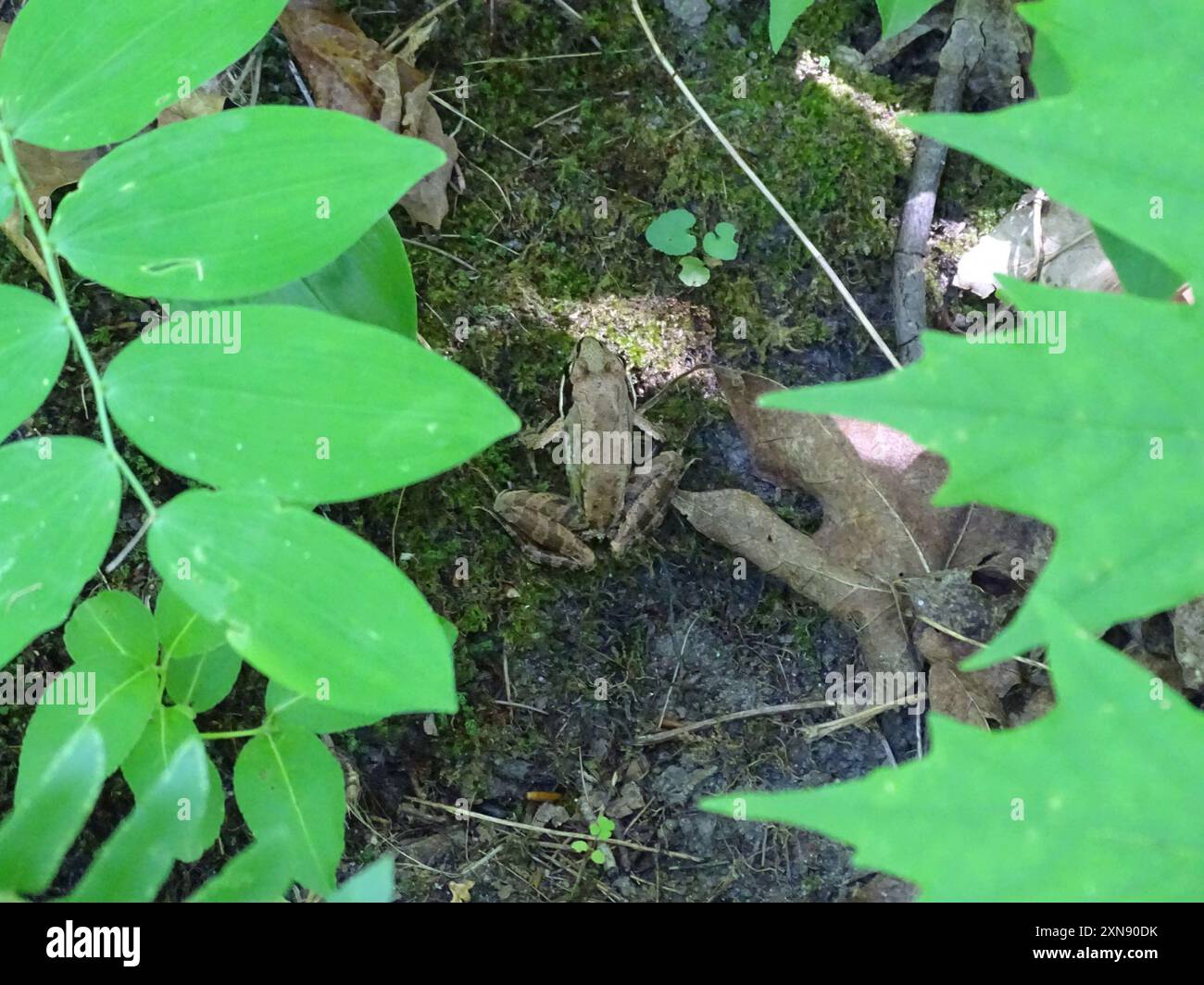 Wood Frog (Lithobates sylvaticus) Amphibia Stock Photo - Alamy