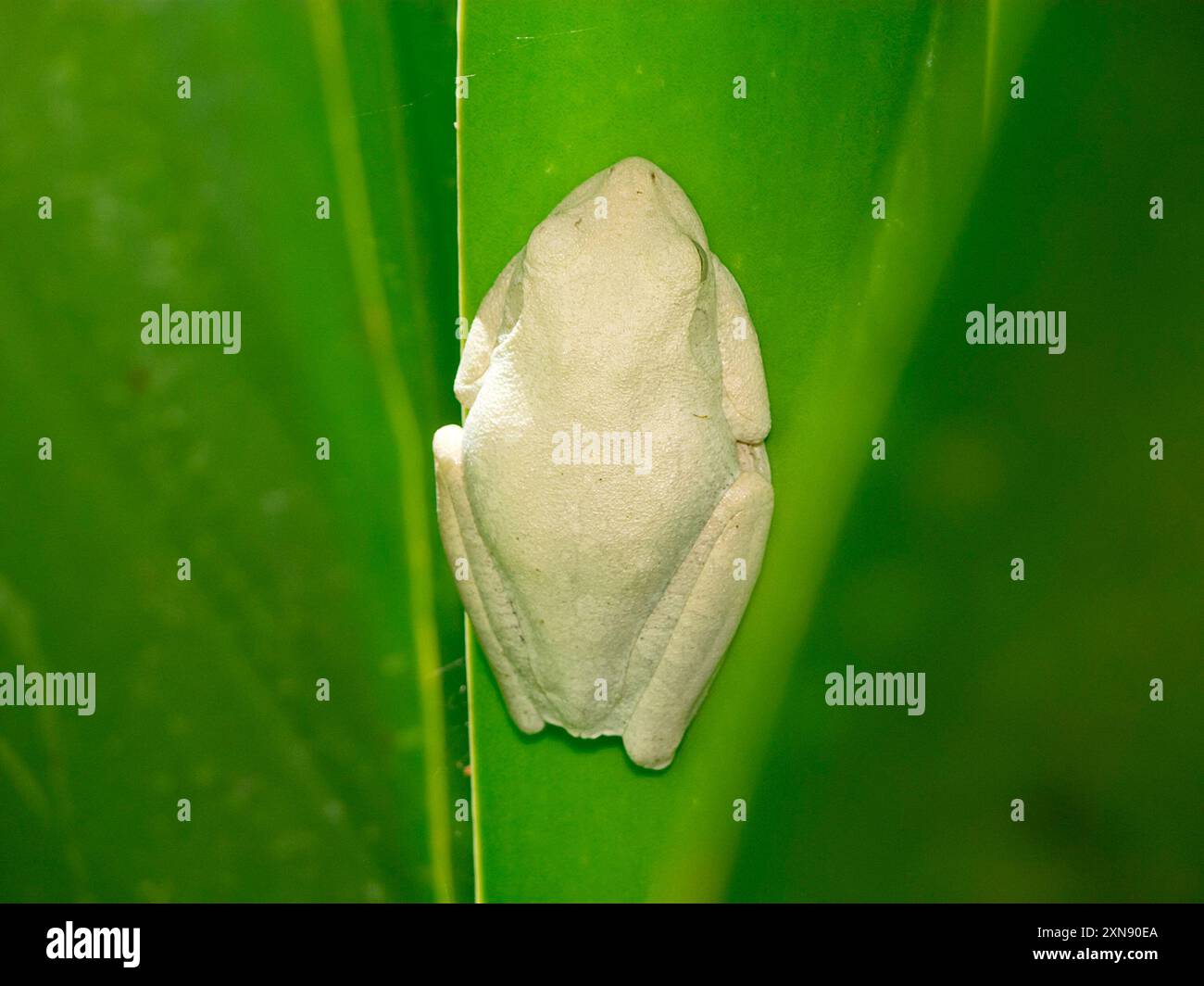 Banana Tree Dwelling Frog (Boana platanera) Amphibia Stock Photo - Alamy
