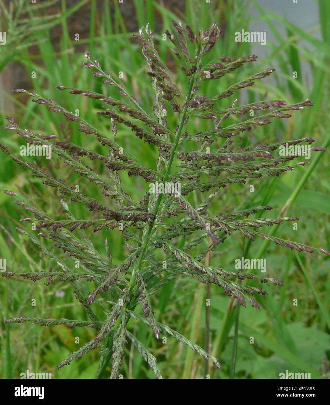 Bearded Sprangletop (Diplachne fusca fascicularis) Plantae Stock Photo ...