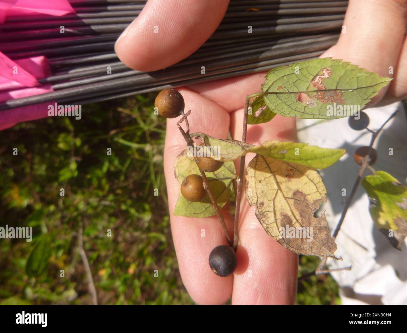 Dwarf Hackberry (Celtis tenuifolia) Plantae Stock Photo - Alamy