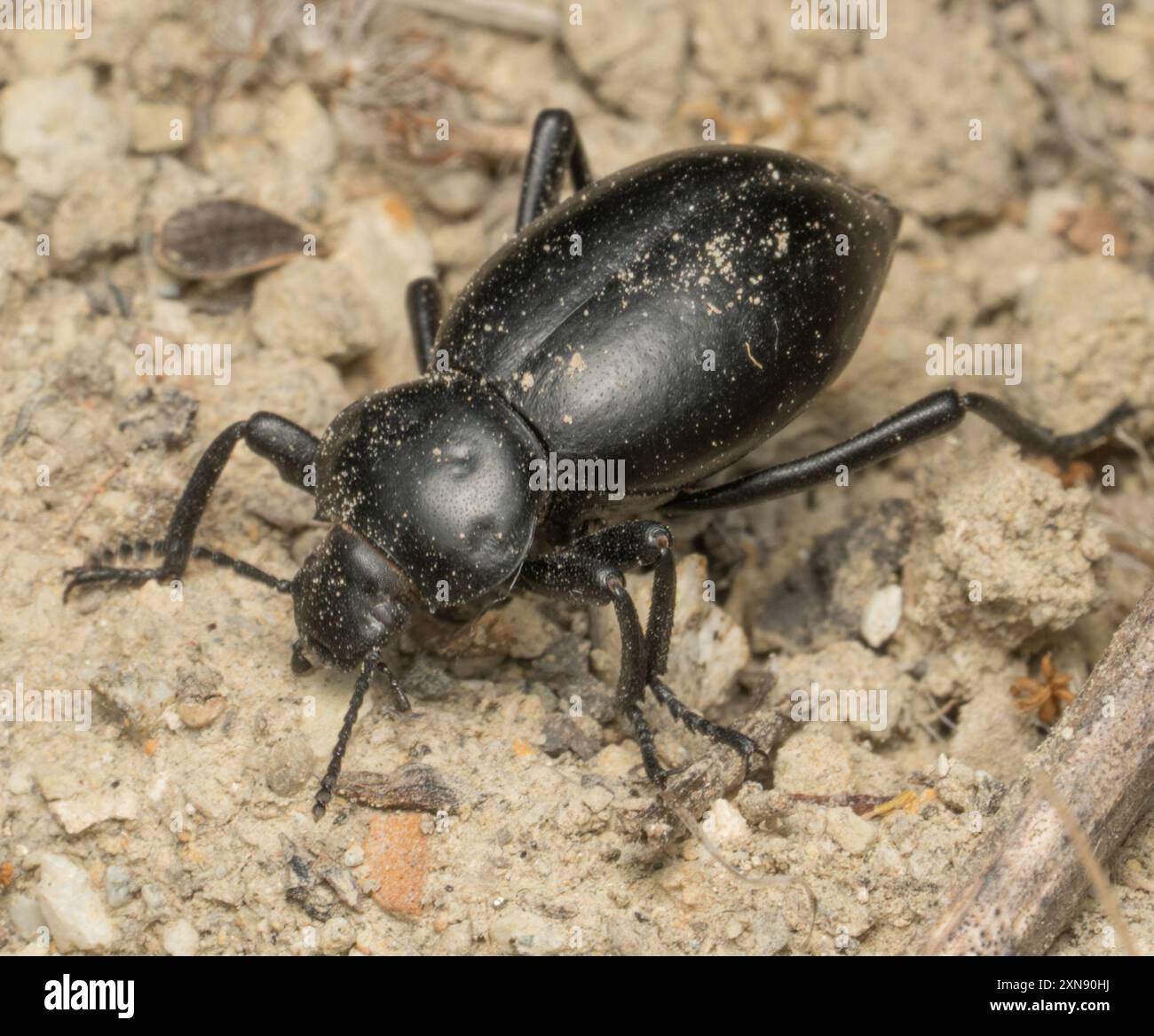 Desert Stink Beetles (Eleodes) Insecta Stock Photo - Alamy