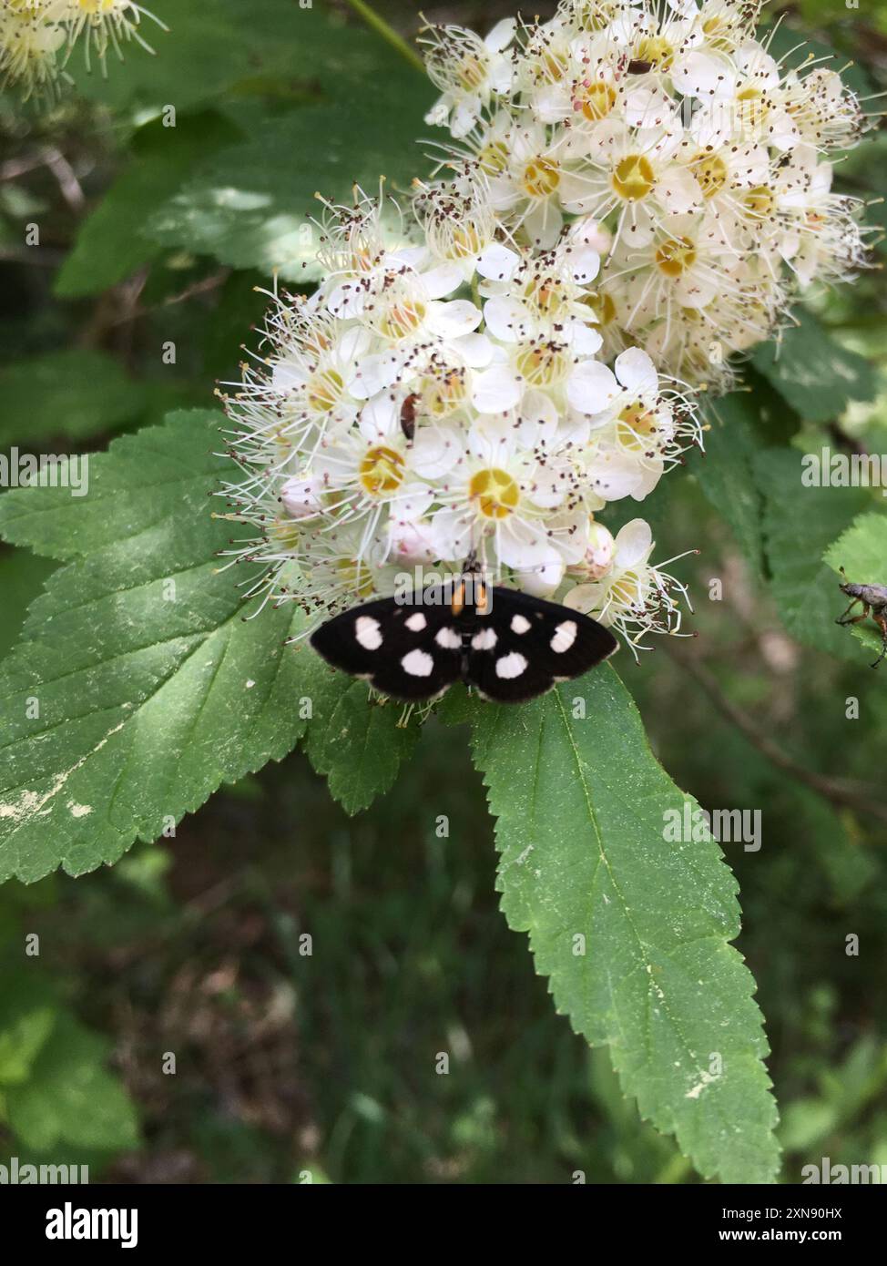 White-spotted Sable (Anania funebris) Insecta Stock Photo - Alamy