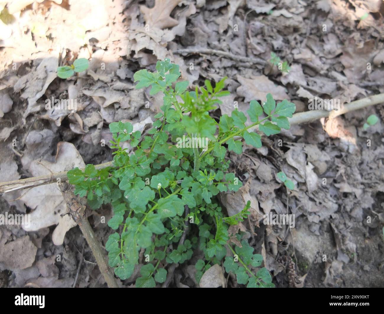 wavy bittercress (Cardamine flexuosa) Plantae Stock Photo - Alamy