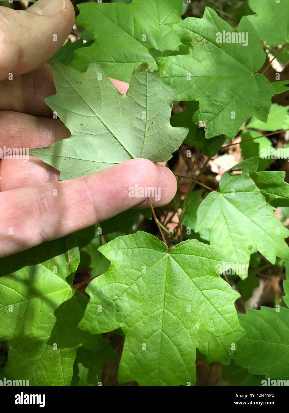southern sugar maple (Acer floridanum) Plantae Stock Photo - Alamy