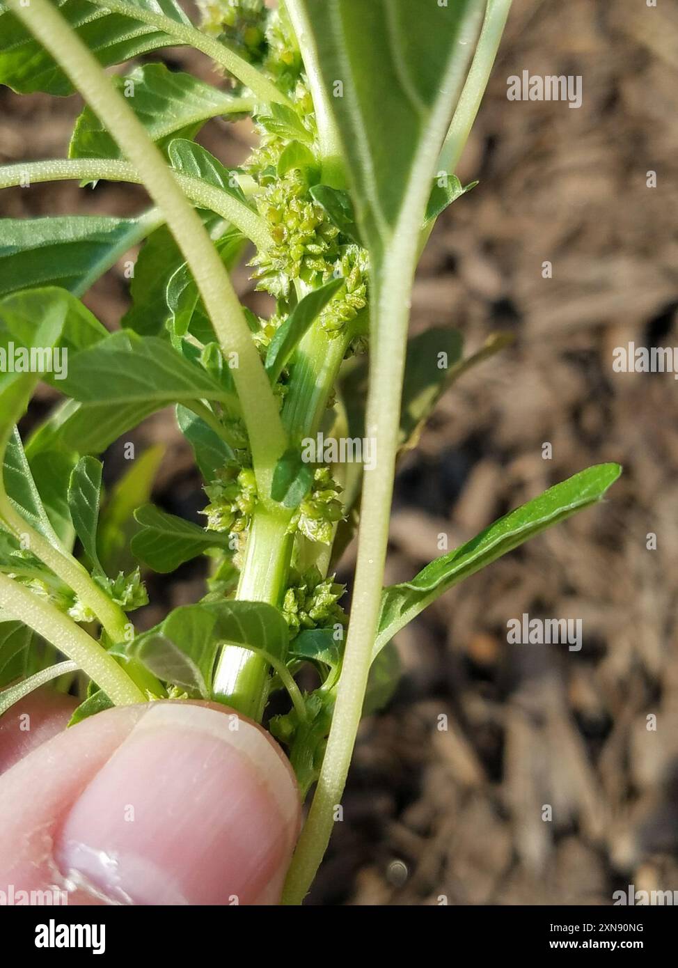 purple amaranth (Amaranthus blitum) Plantae Stock Photo - Alamy