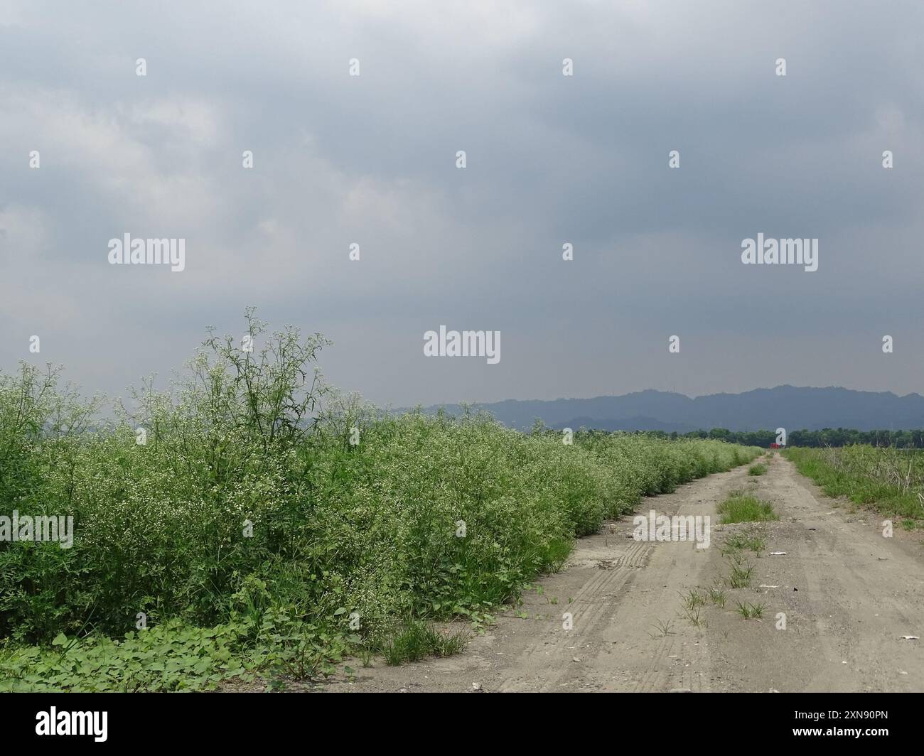 Santa Maria feverfew (Parthenium hysterophorus) Plantae Stock Photo - Alamy