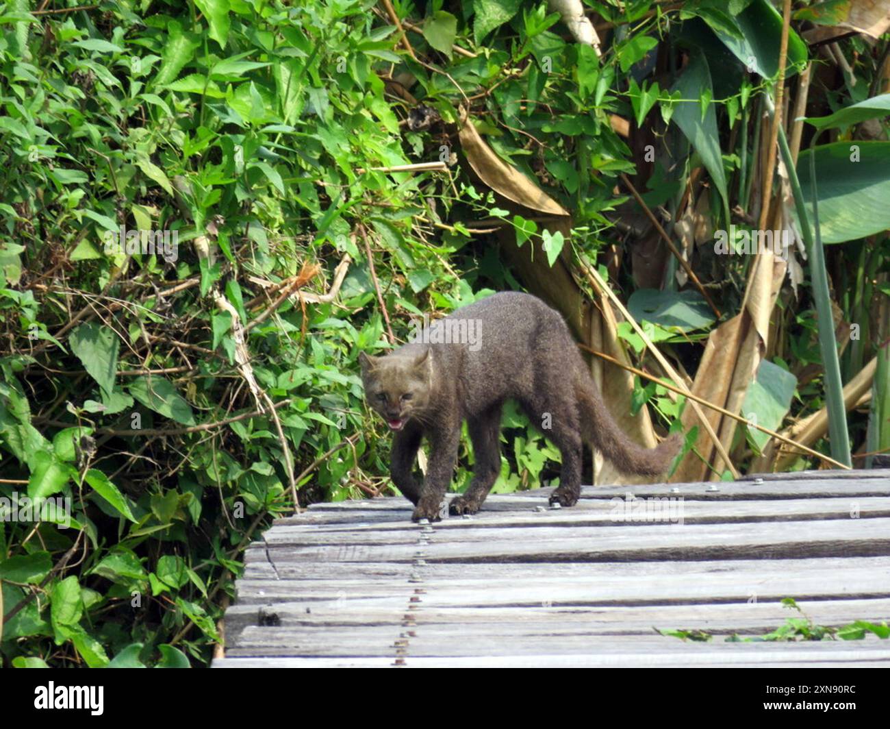 Jaguarundi (Herpailurus yagouaroundi) Mammalia Stock Photo - Alamy