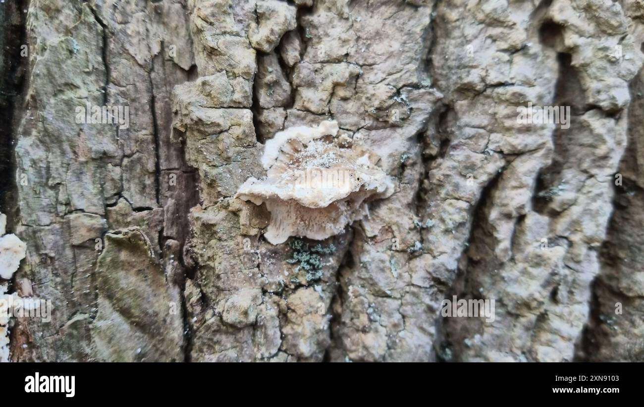 split porecrust (Xylodon paradoxus) Fungi Stock Photo - Alamy