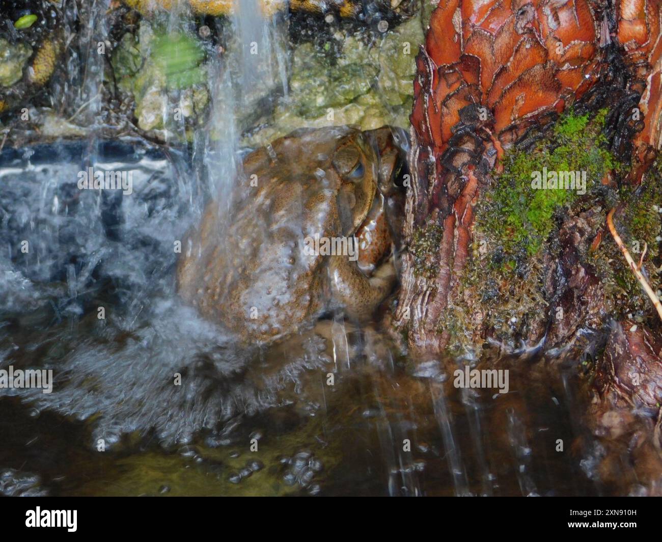 Cane Toad (Rhinella marina) Amphibia Stock Photo - Alamy