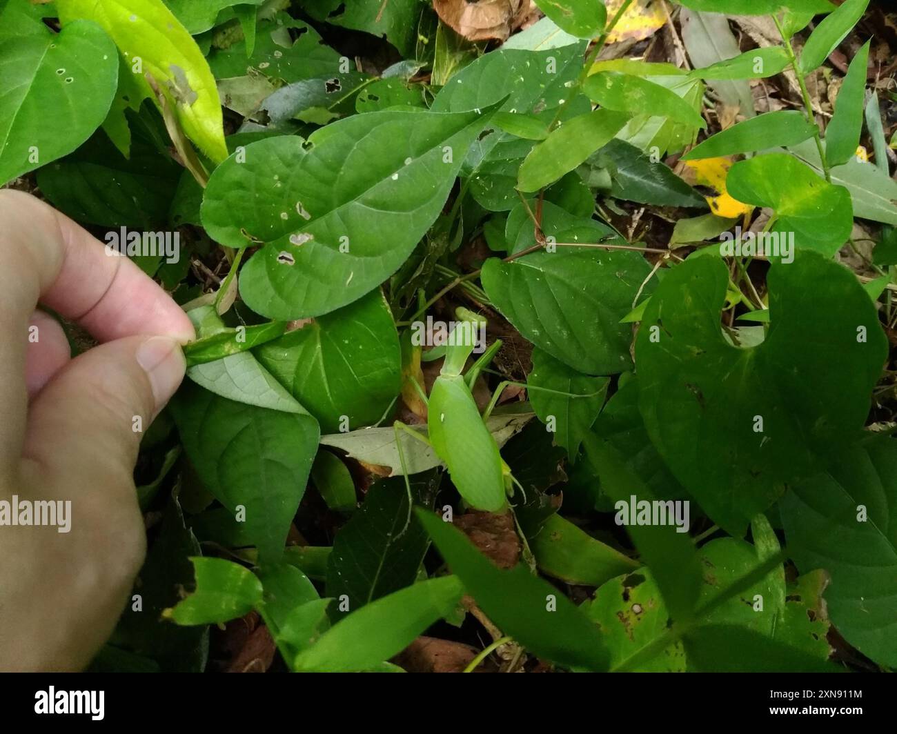 Giant Asian Mantis (Hierodula patellifera) Insecta Stock Photo - Alamy