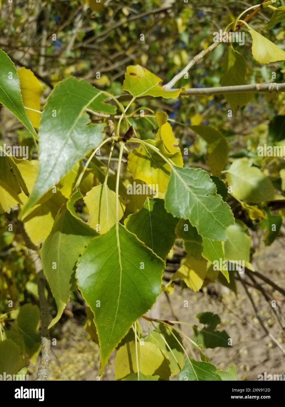 lanceleaf cottonwood (Populus × acuminata) Plantae Stock Photo - Alamy
