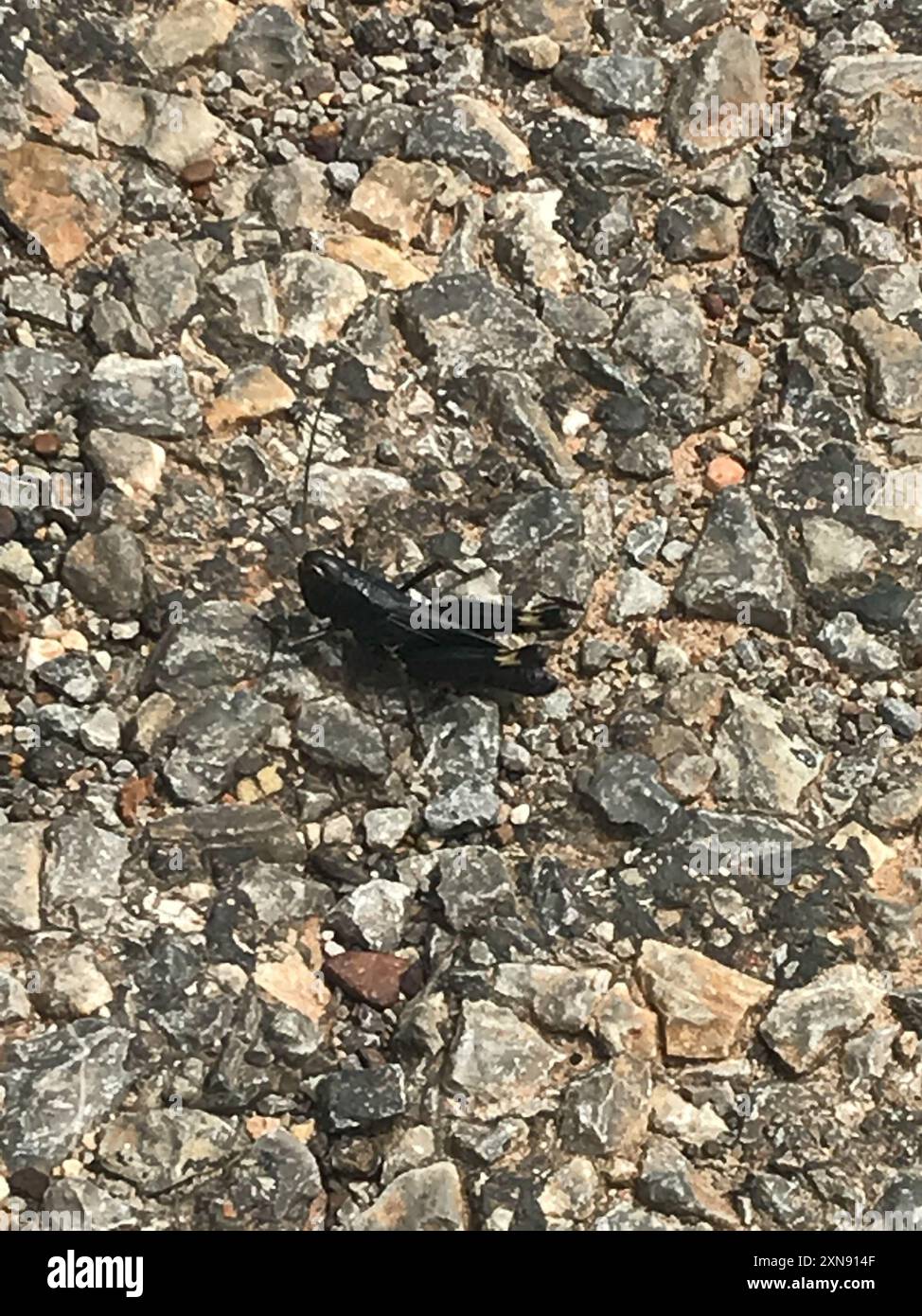 Ebony Grasshopper (Boopedon nubilum) Insecta Stock Photo - Alamy