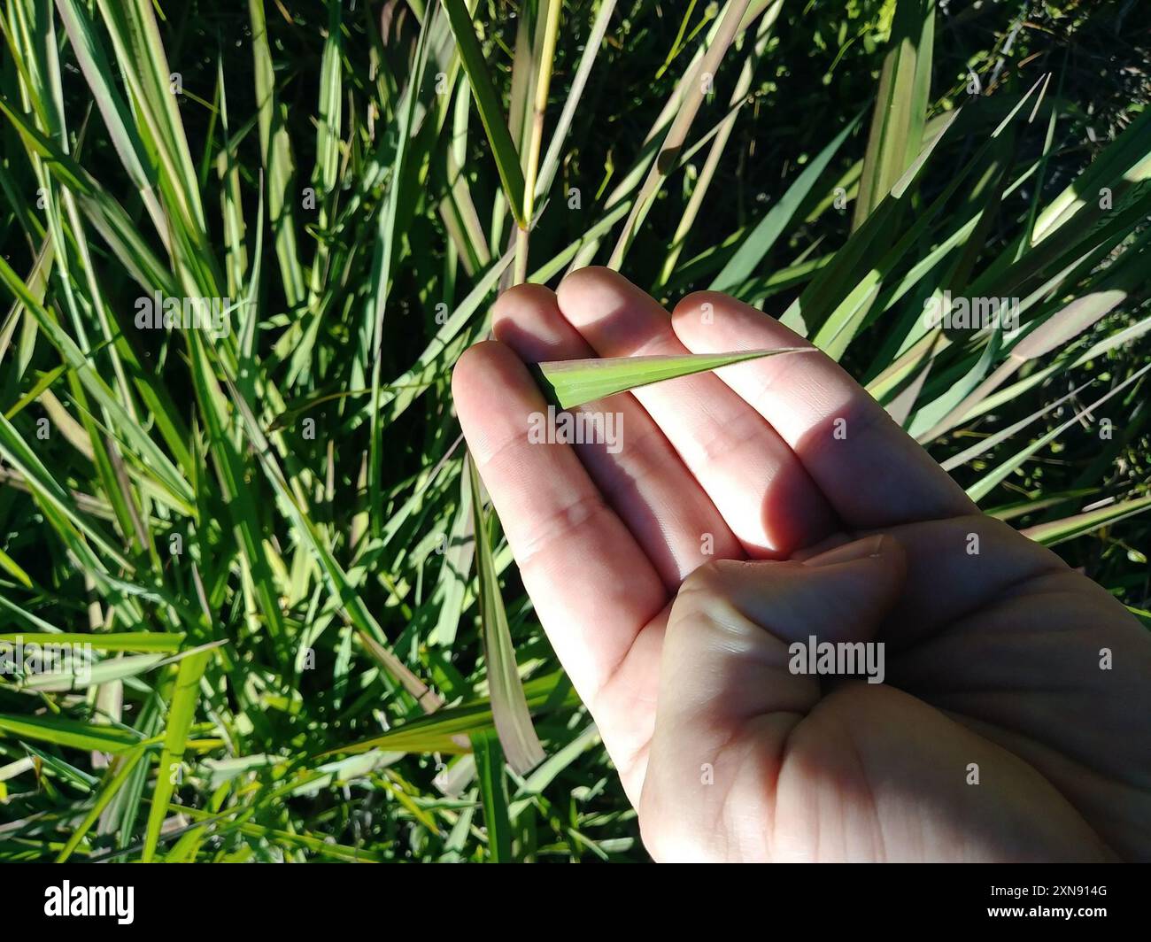 Dallis grass (Paspalum dilatatum) Plantae Stock Photo - Alamy