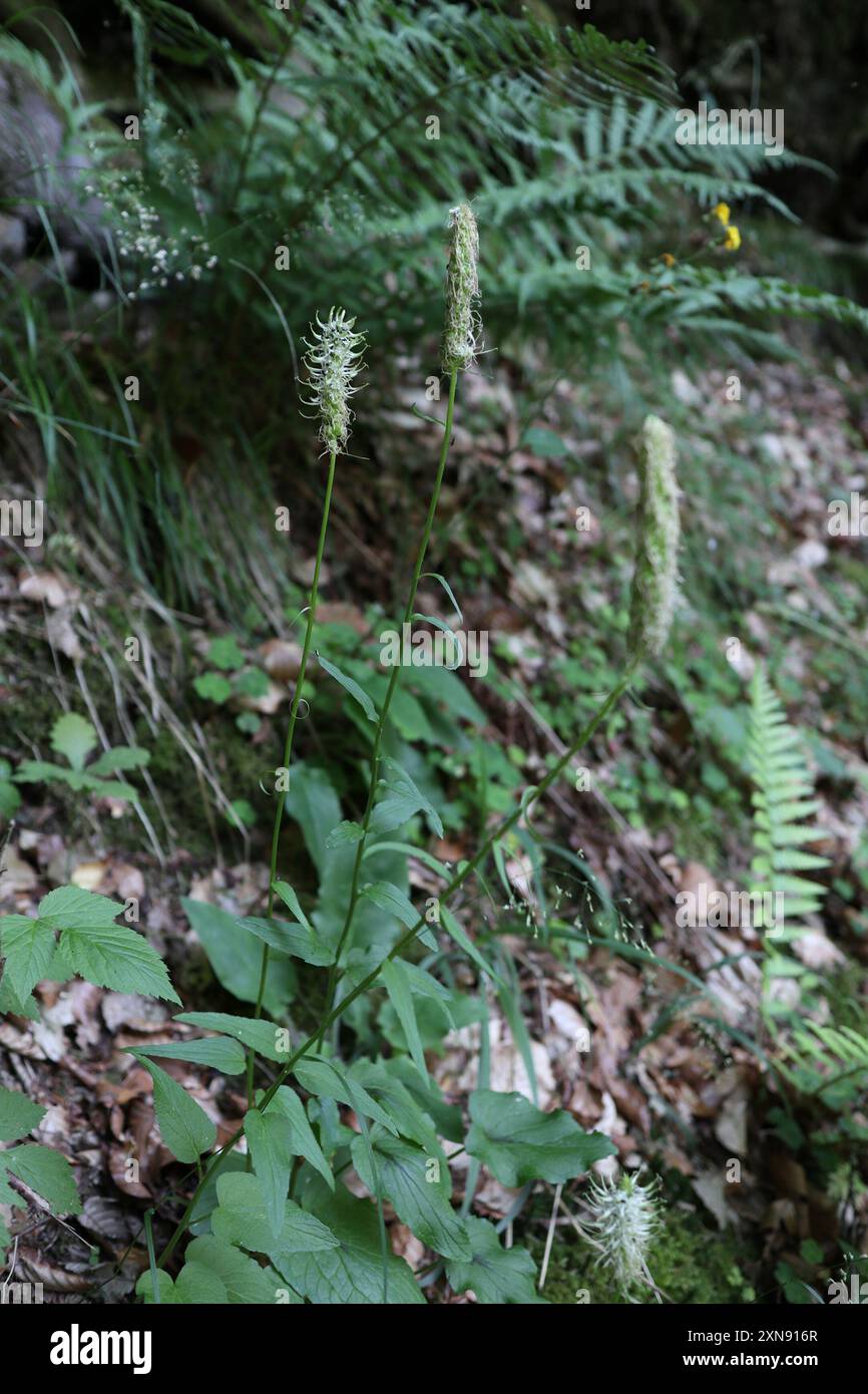 Spiked rampion (Phyteuma spicatum) Plantae Stock Photo - Alamy