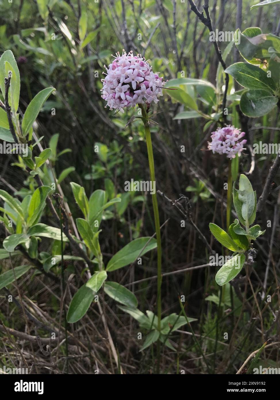 Capitate Valerian (Valeriana capitata) Plantae Stock Photo - Alamy