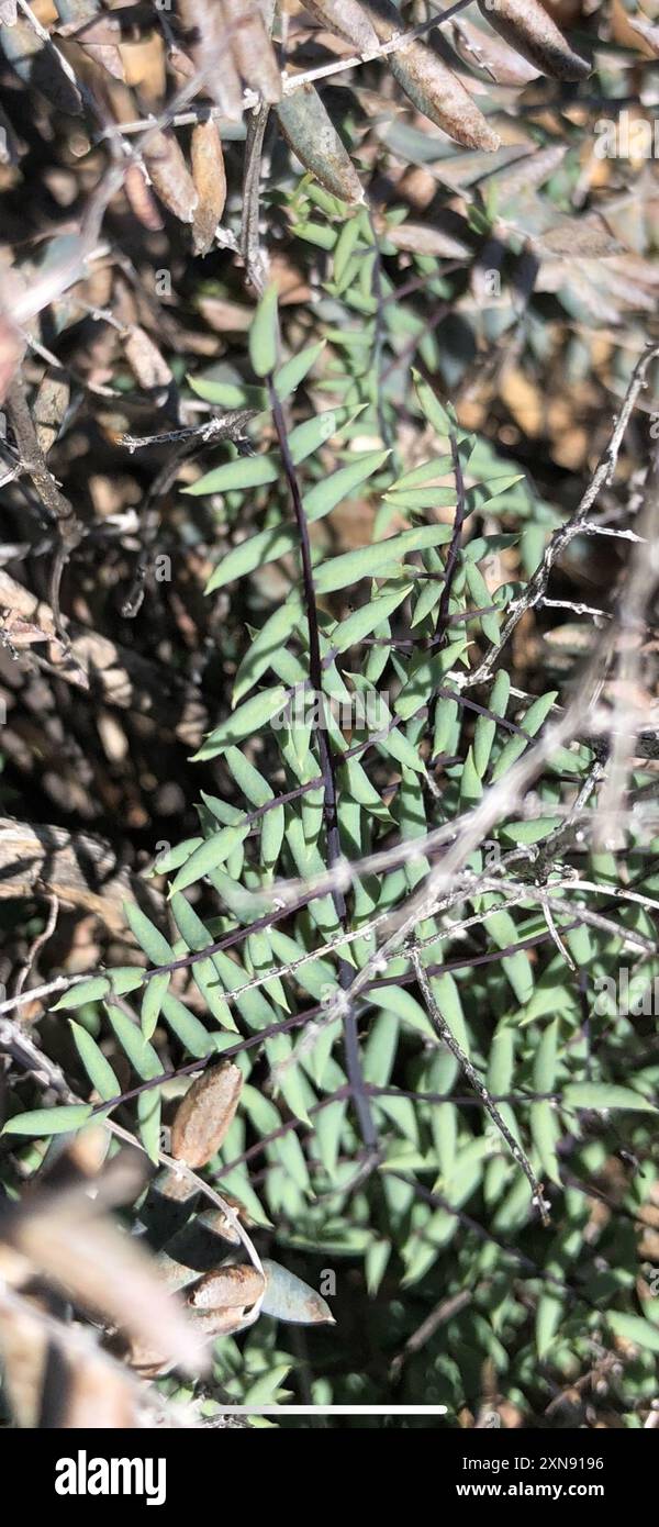 spiny cliff-brake (Pellaea truncata) Plantae Stock Photo - Alamy