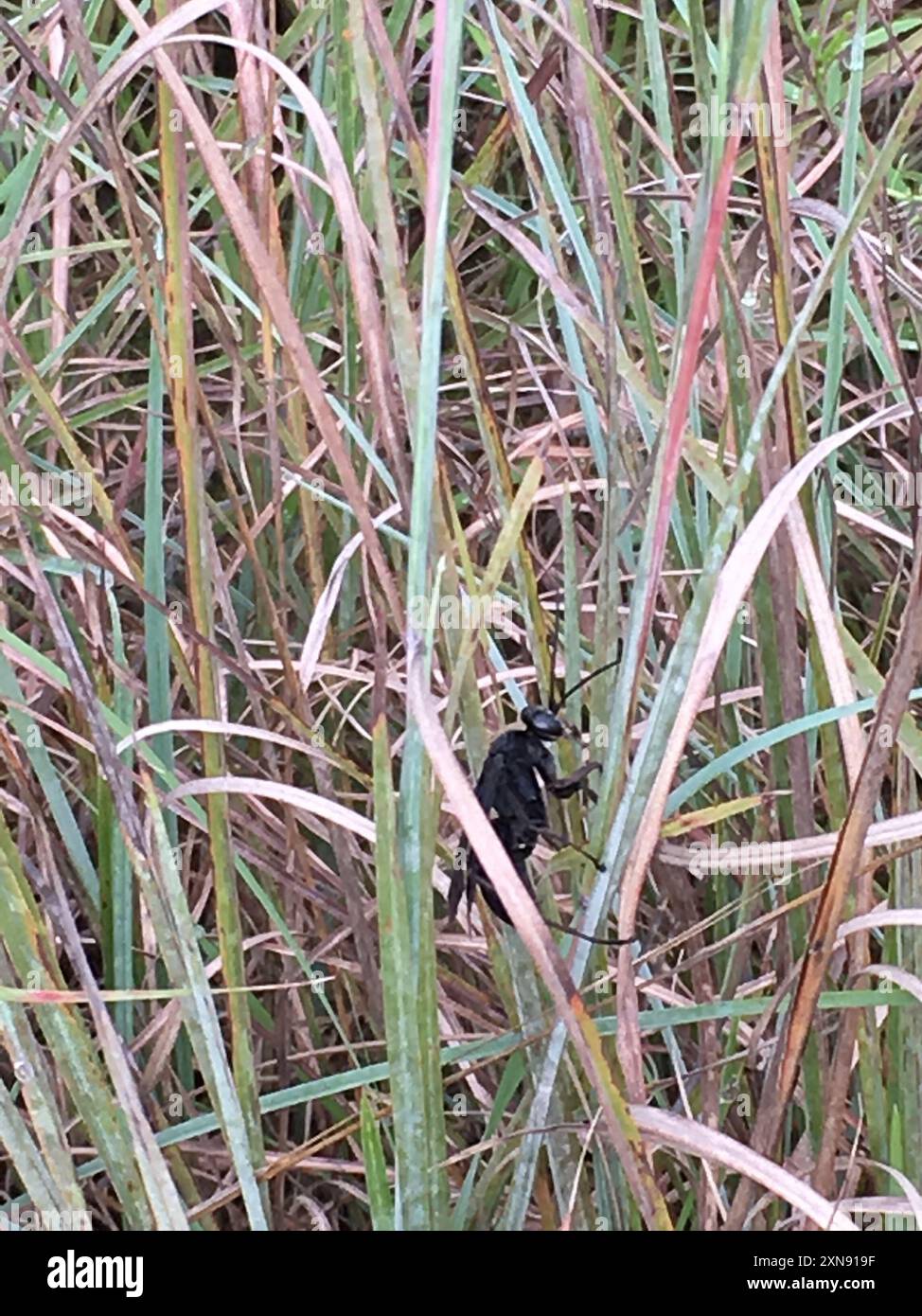 Spider Wasps (Pompilidae) Insecta Stock Photo - Alamy