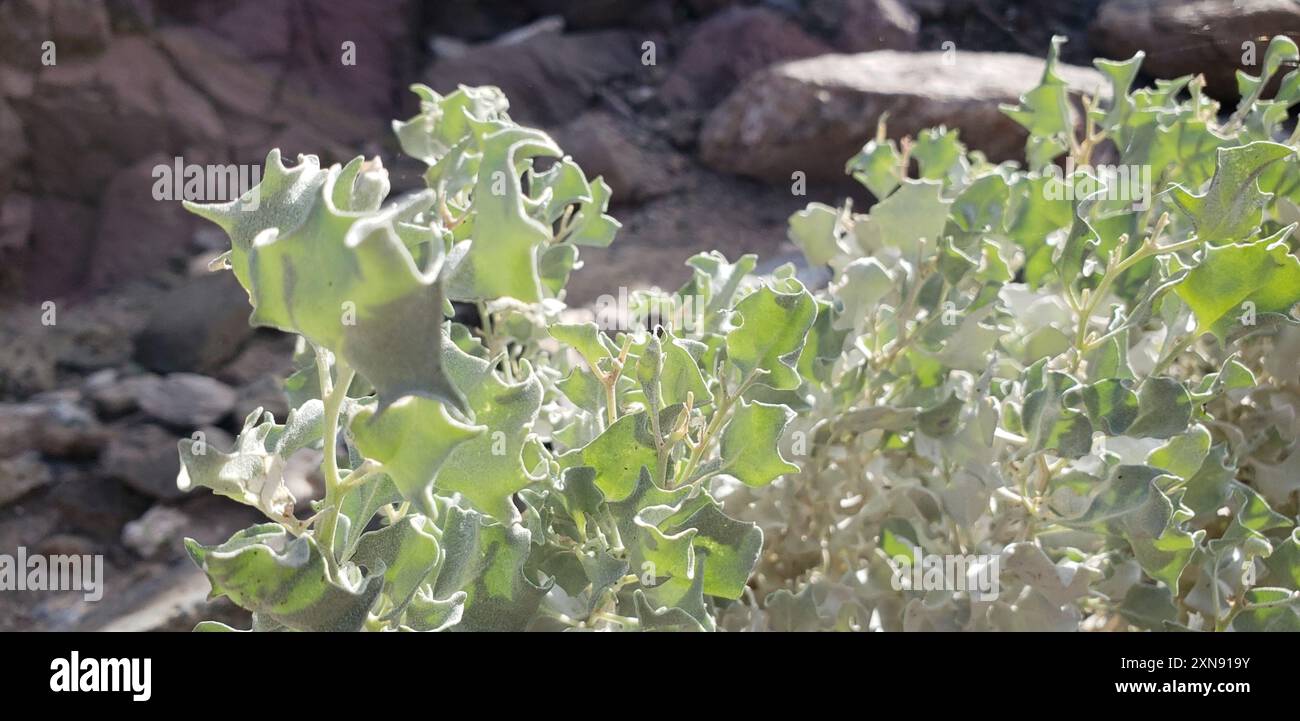 Atriplex hymenelytra hi-res stock photography and images - Alamy