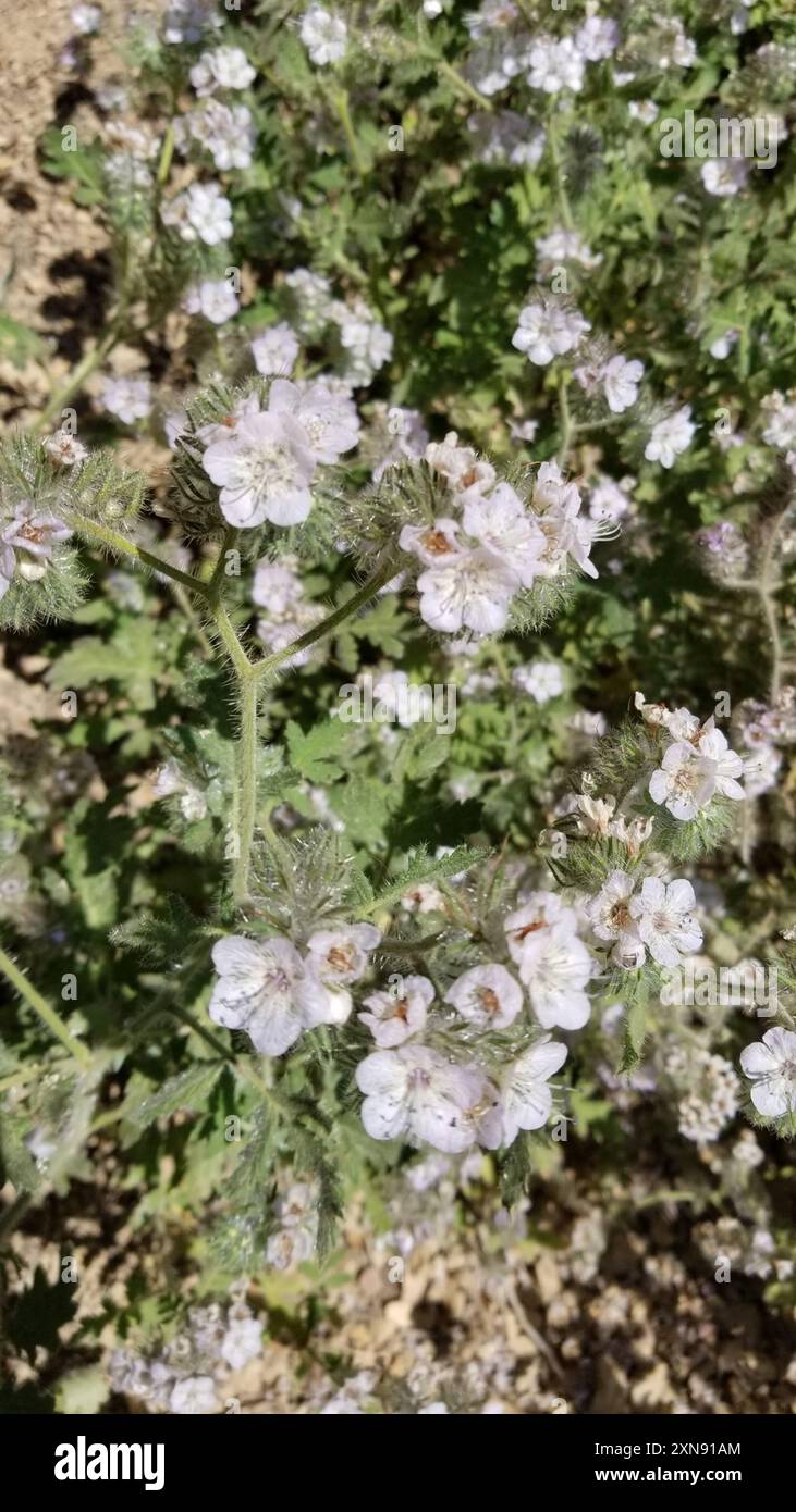 caterpillar scorpionweed (Phacelia cicutaria) Plantae Stock Photo - Alamy