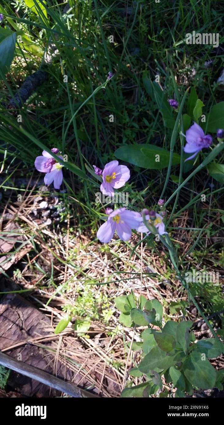 inflated grasswidow (Olsynium douglasii inflatum) Plantae Stock Photo ...