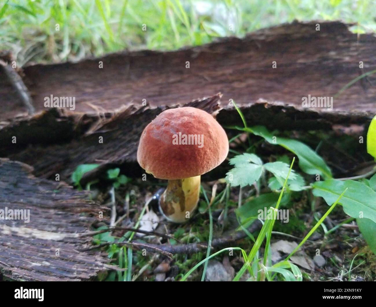 Red-mouth Bolete (Boletus subvelutipes) Fungi Stock Photo - Alamy