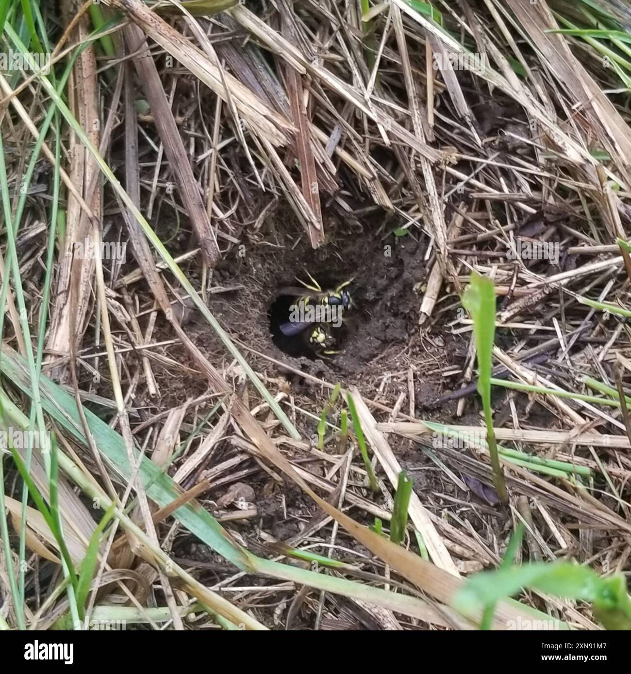 Downy Yellowjacket (Vespula flavopilosa) Insecta Stock Photo - Alamy