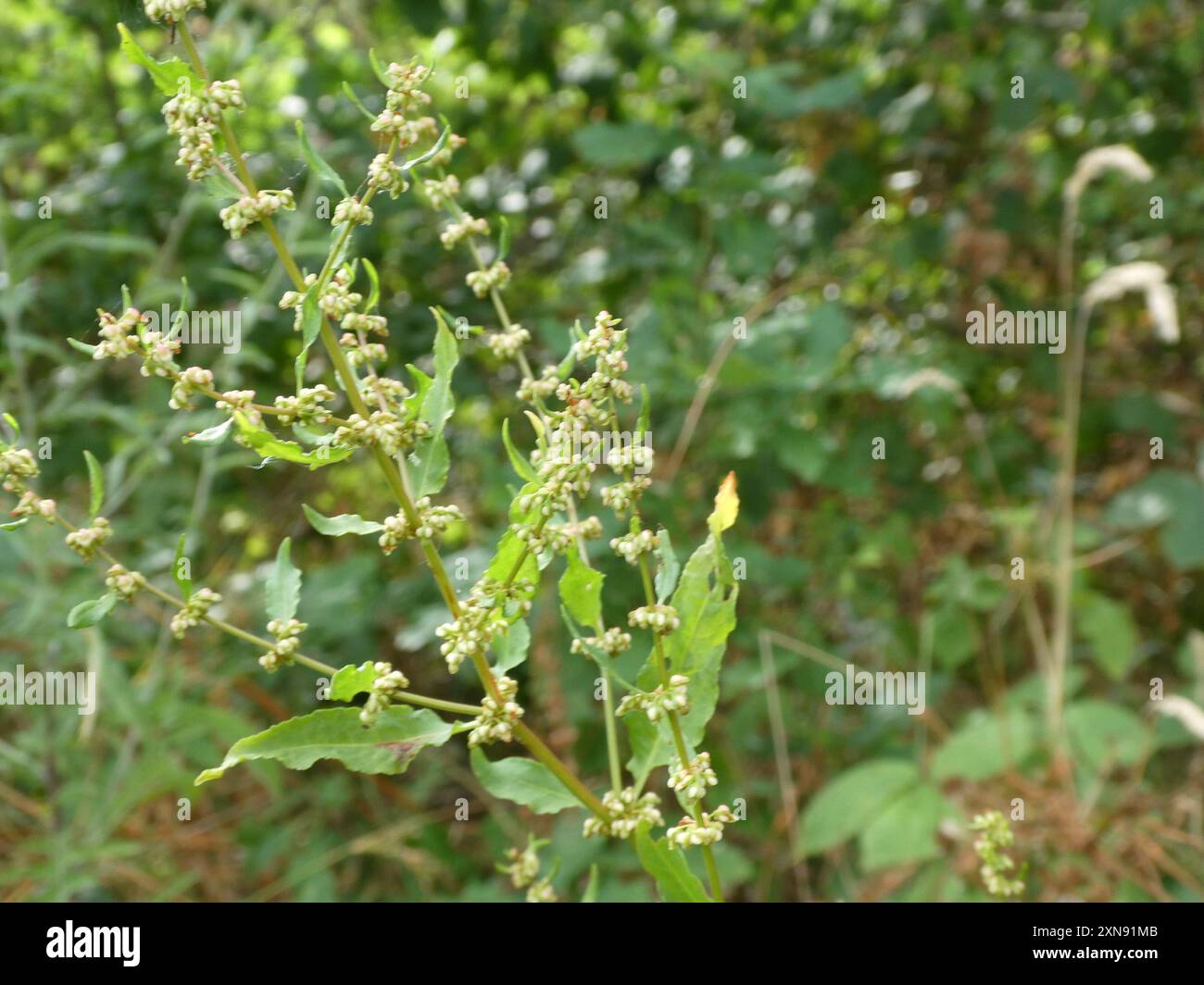Clustered Dock (Rumex conglomeratus) Plantae Stock Photo - Alamy