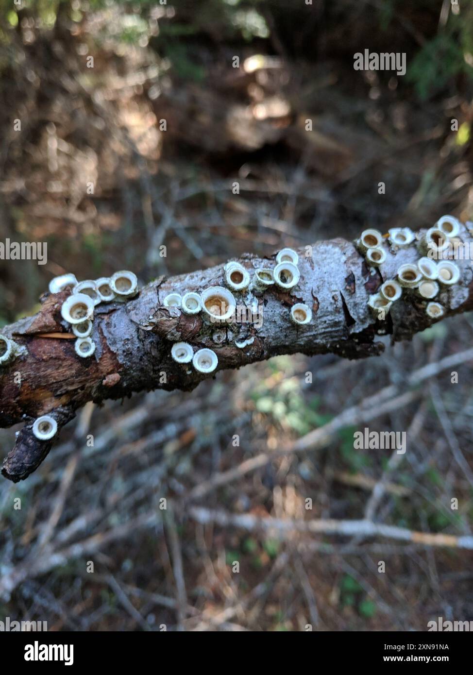 bird's nest fungi (Nidulariaceae) Fungi Stock Photo - Alamy