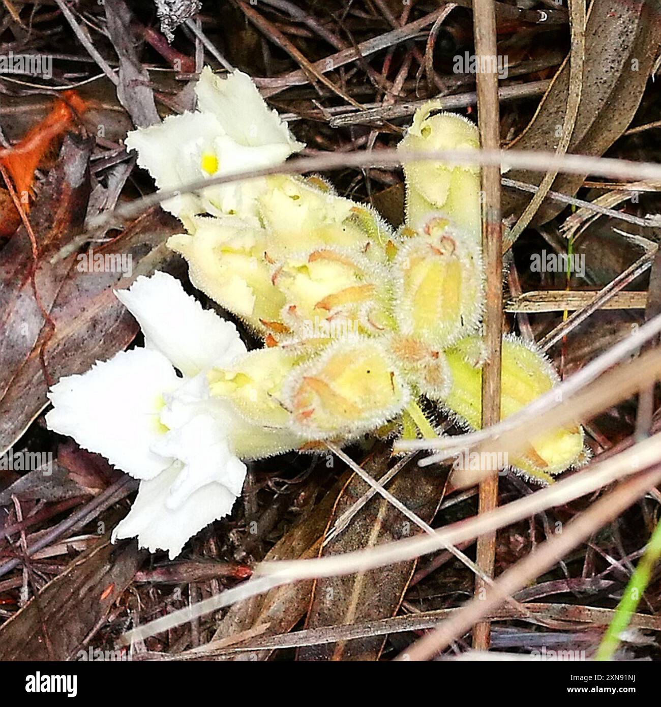 Common Purple Inkflower (Harveya purpurea purpurea) Plantae Stock Photo ...