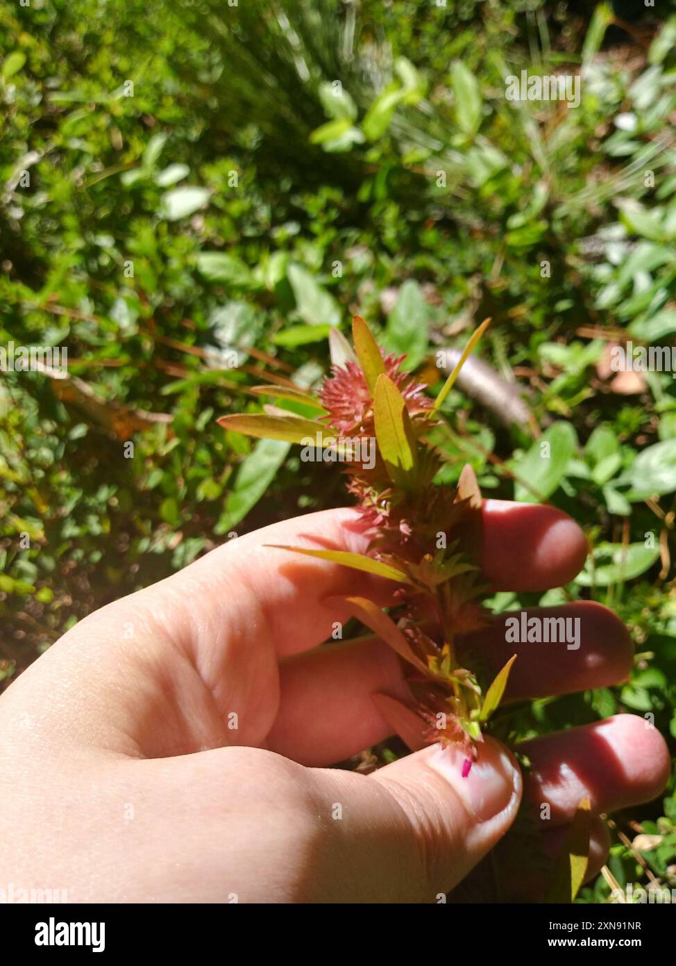 three-seeded mercuries (Acalypha) Plantae Stock Photo - Alamy