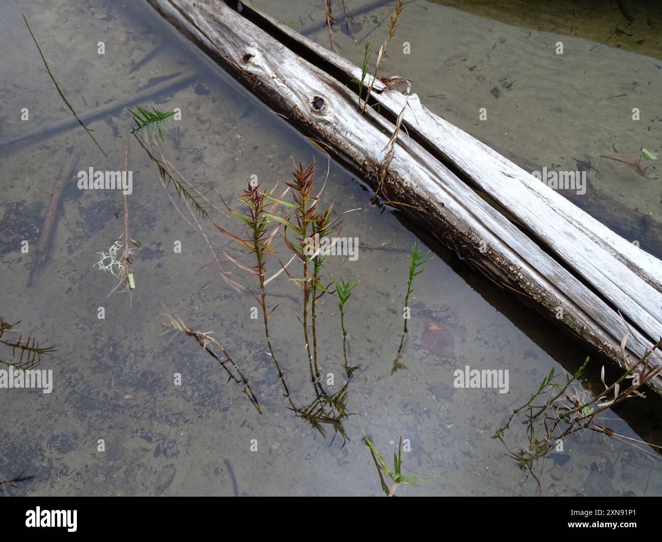 Three-way Sedge (Dulichium arundinaceum) Plantae Stock Photo - Alamy