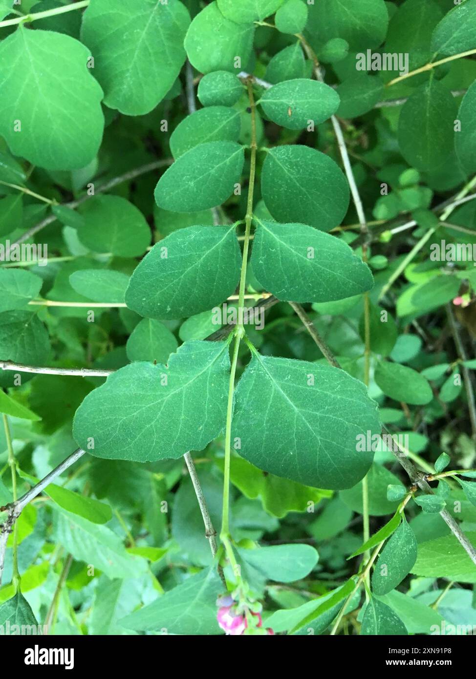 Common Snowberry (Symphoricarpos albus) Plantae Stock Photo - Alamy