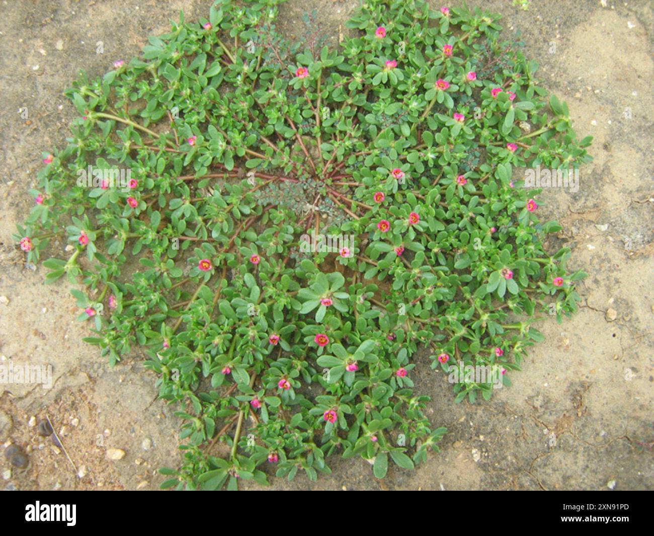 Paraguayan Purslane (Portulaca amilis) Plantae Stock Photo - Alamy