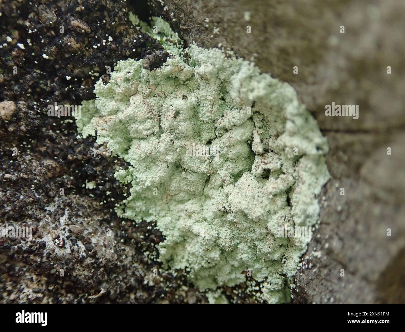 Fluffy Dust Lichen (Lepraria finkii) Fungi Stock Photo - Alamy