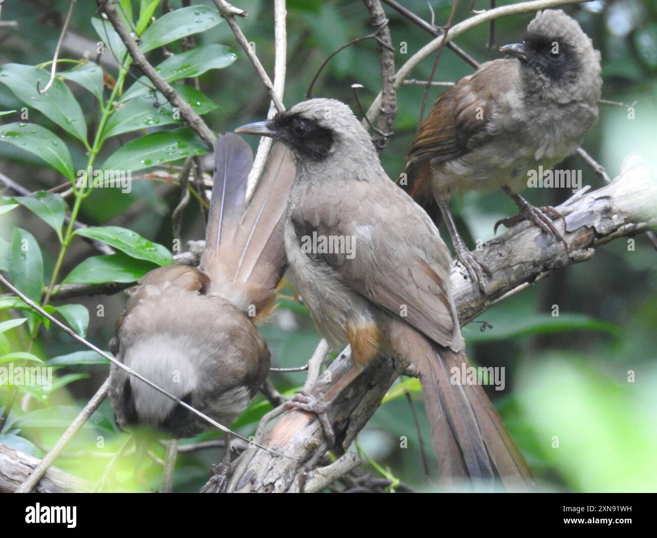 Masked laughingthrush hi-res stock photography and images - Alamy